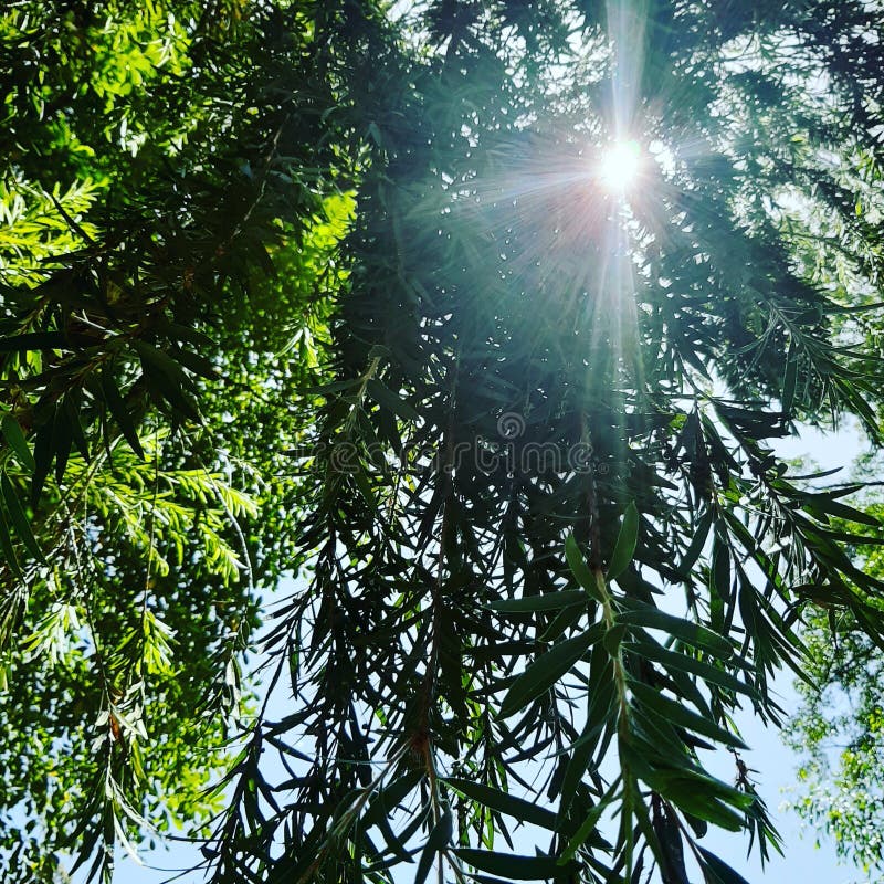 Nature Sun and Trees Plants in Forests Stock Image - Image of forests ...