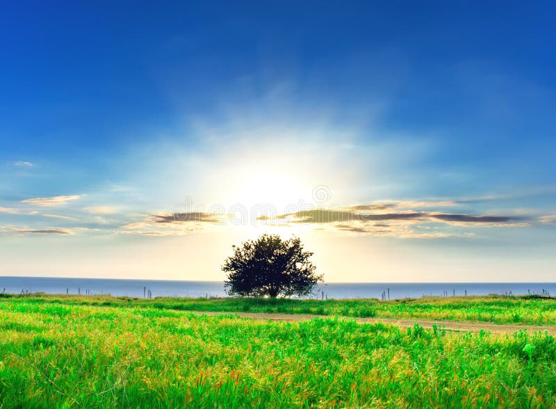 Summer Sunny Forest Trees and Green Grass. Nature Stock Photo - Image ...
