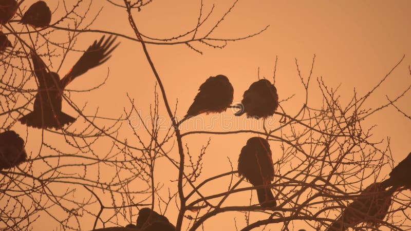 Sunset Crows stock image. Image of sunset, evening, beautiful - 4821019