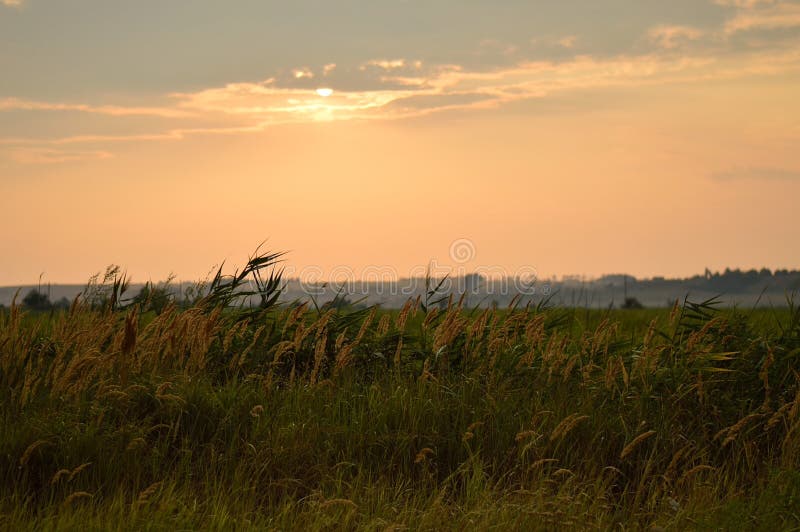 Nature at the sunset stock photo. Image of nature, field - 176923634