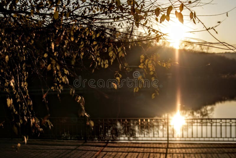 Nature Sunset Tree Heels Sunlight Stock Image - Image of tree, heels ...