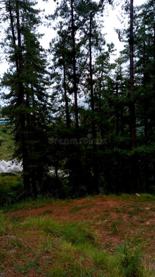 Nature Super Stunning Views Shimla Hills Stock Image - Image of leaf ...