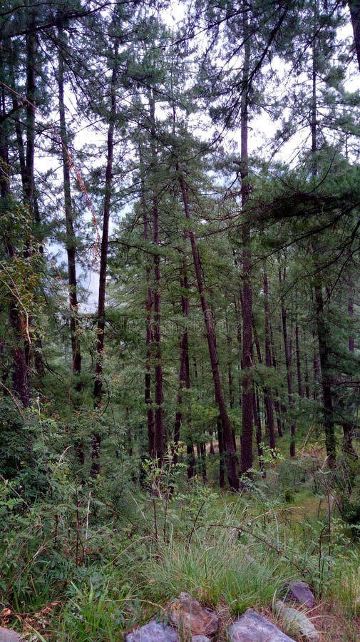 Nature Super Stunning Views Shimla Hills Stock Image - Image of shimla ...