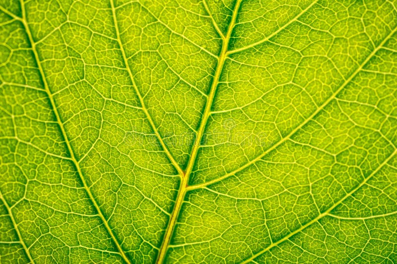 Nature of the surface stock photo. Image of leaves, green - 11320800