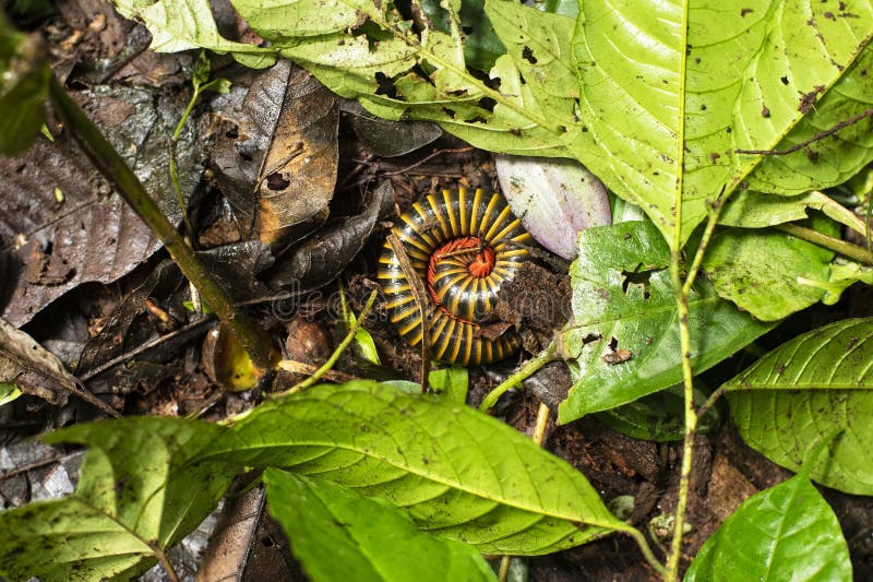 A thousand legs find food stock image. Image of insect - 203003543