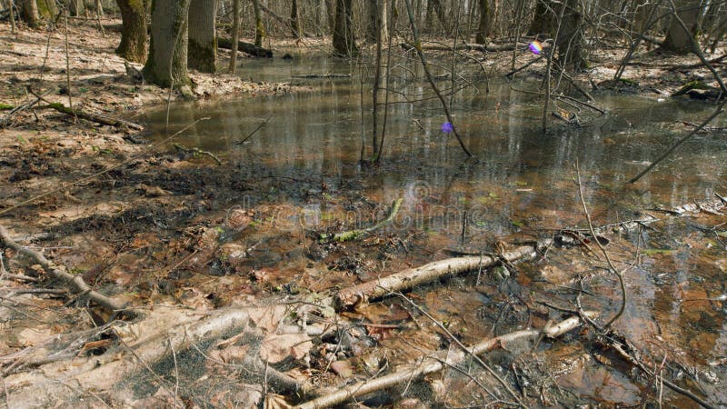 Nature a Swamp Spring Concept. Trees Reflect on Water. Steadicam Shot ...