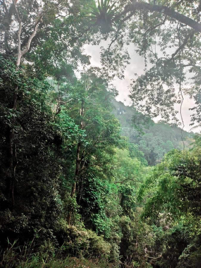 Nature Tall Trees Cover the Forest Sky Stock Photo - Image of tall ...