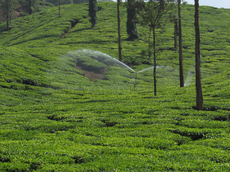 Nature Tea Estate Coorg Stock Photos - Free & Royalty-Free Stock Photos ...