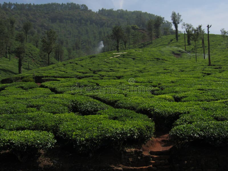 Nature tea Estate coorg stock image. Image of nature - 107431525