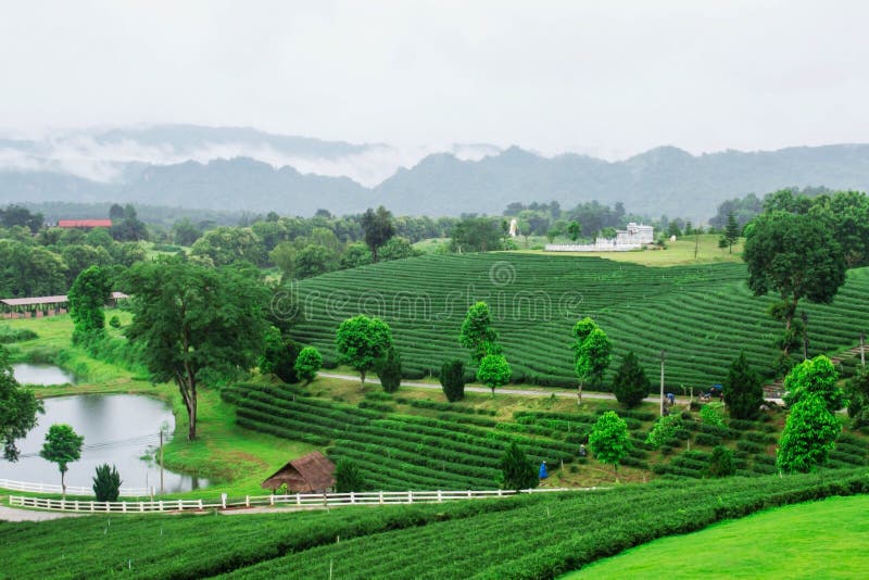 Nature on tea farm. stock photo. Image of natural, mountain - 104237574