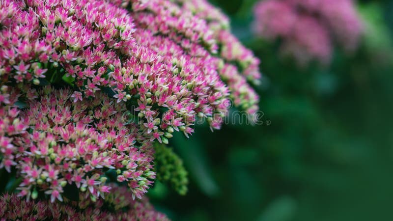 Nature Texture Background with Bunch of Little Flowers Stock Photo ...