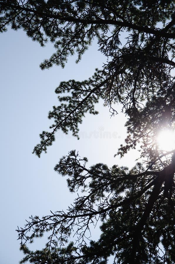 Nature Texture Background of Spruce Branches Stock Photo - Image of ...