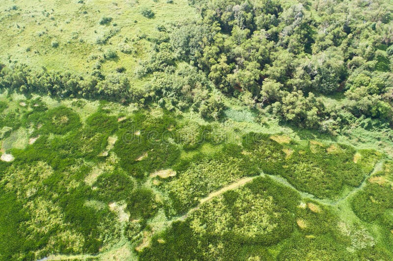Nature Texture of Forest Trees Green Plant in the Swamp Top View from ...