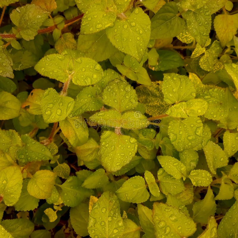 Nature Texture and Herb Plant Stock Photo - Image of waterdrops, yellow ...