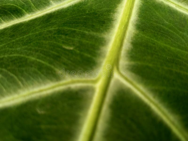 Nature texture leaf plant stock image. Image of food - 267628899