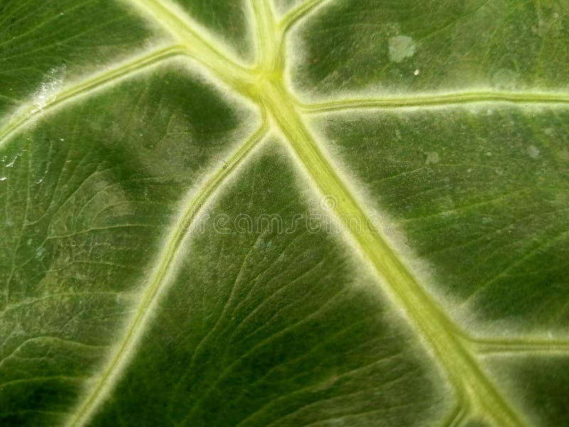 Nature texture leaf plant stock image. Image of leaf - 267628901