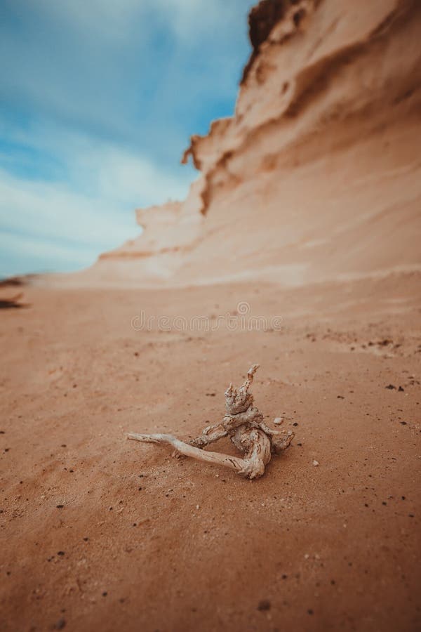Nature Texture. Sand Stone and Drift Wood Stock Image - Image of ...