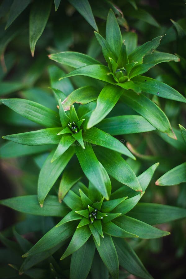 Nature textures stock photo. Image of detail, textured - 94529308