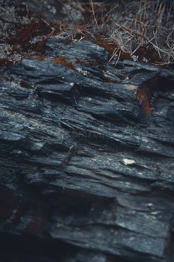 Nature textures stock image. Image of plant, tree, macro - 94529363