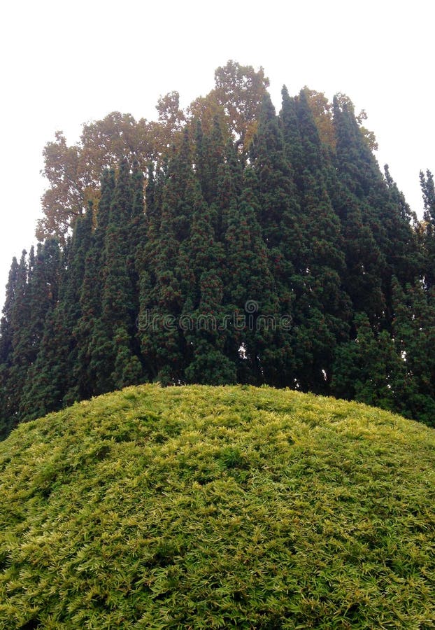 Nature textures stock photo. Image of textures, trees - 80223652