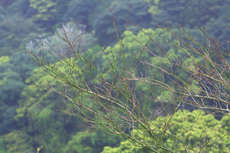 Nature Theme at Hong Kong Spring Time Stock Photo - Image of outdoor ...