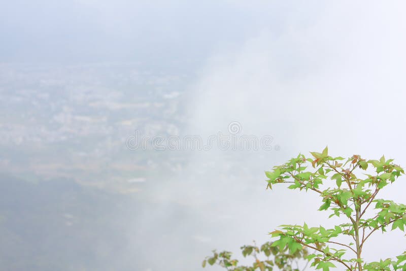 Nature Theme at Hong Kong Spring Time Stock Photo - Image of outside ...