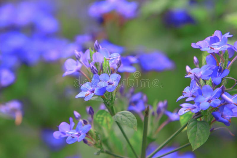 Nature Theme at Hong Kong Spring Time Stock Photo - Image of petal ...