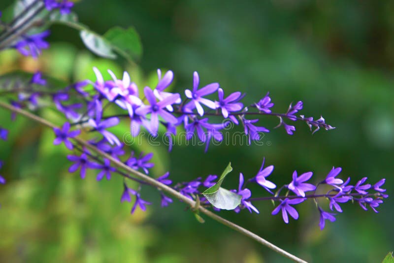 Nature Theme at Hong Kong Spring Time Stock Photo - Image of closeup ...
