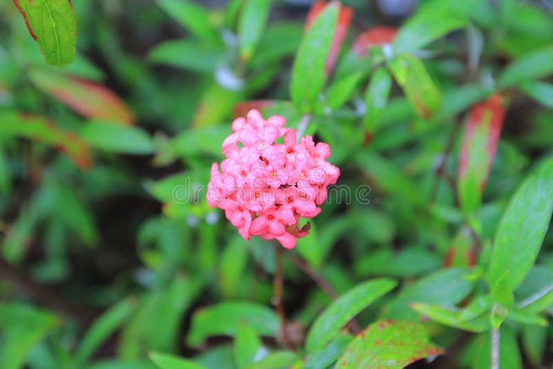 The Nature Theme of Plant and Flower Stock Image - Image of pollen ...