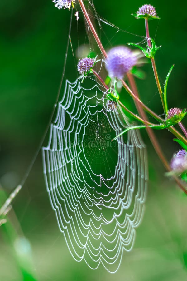 Nature Theme Vertical Photography Spider Web Soft Focus Object in ...