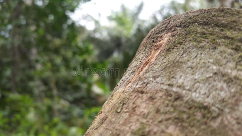 Nature Theme Wallpaper. Tree Texture Background in the Forest. Shot in ...