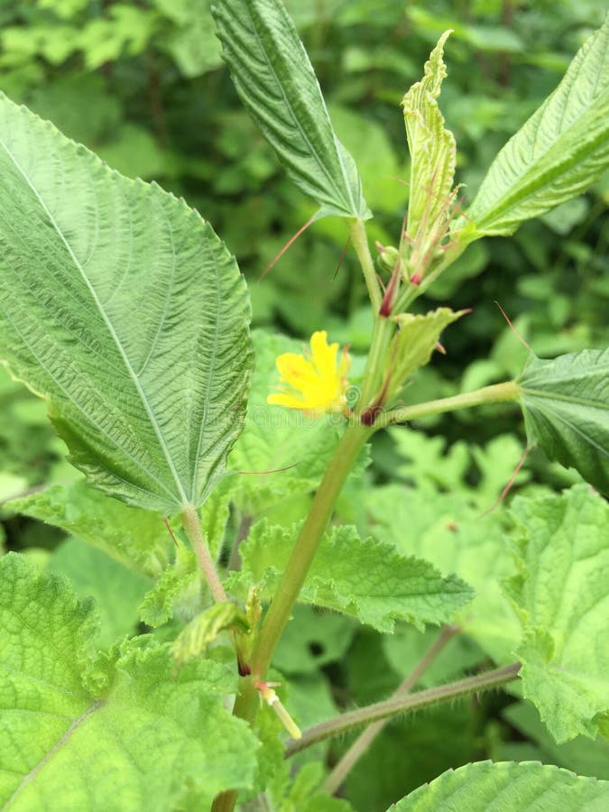 Nature things editorial stock image. Image of nature - 104213339