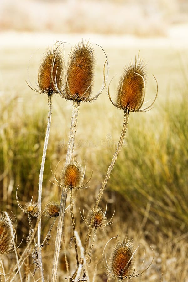 A dried Thistle Flower stock photo. Image of seasons - 12372432