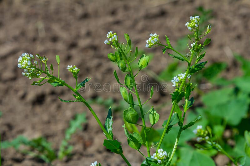 In Nature, Thlaspi Arvense Grows among Wild Grasses Stock Photo - Image ...
