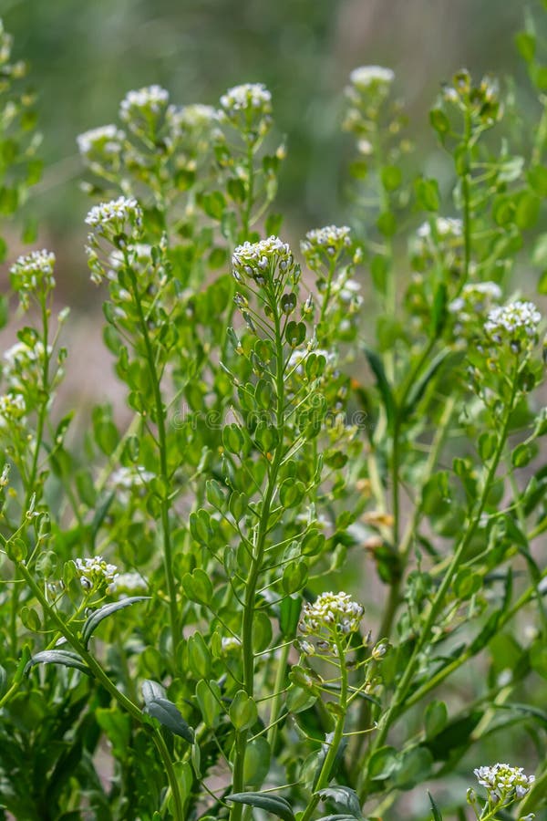 In Nature, Thlaspi Arvense Grows among Wild Grasses Stock Image - Image ...