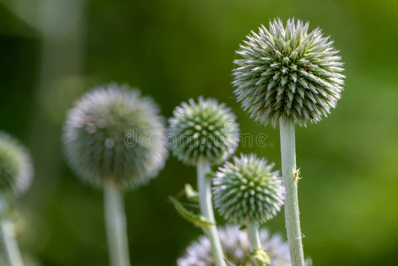 Nature s thorns stock photo. Image of spik, thorn, natures - 188532158