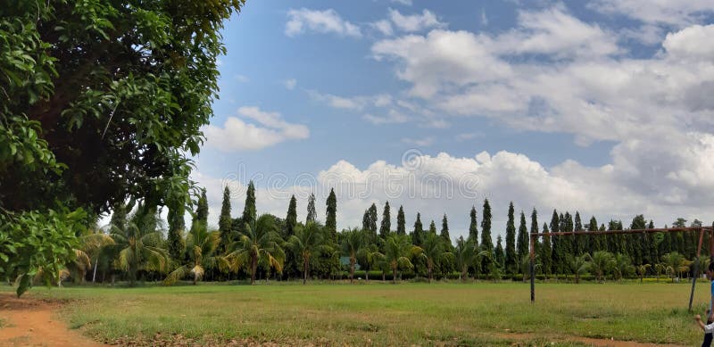 Nature three grass stock photo. Image of landscape, agriculture - 251205220