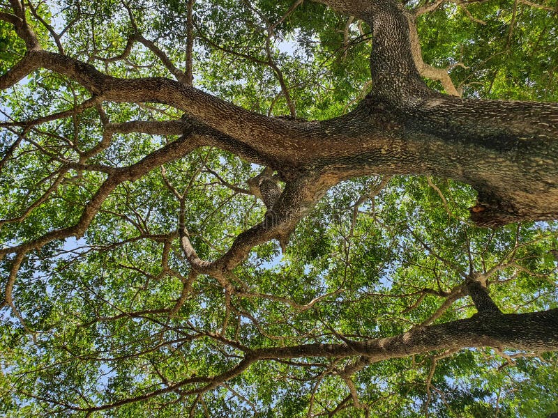 Nature three and oak stock photo. Image of tree, leaf - 238093924