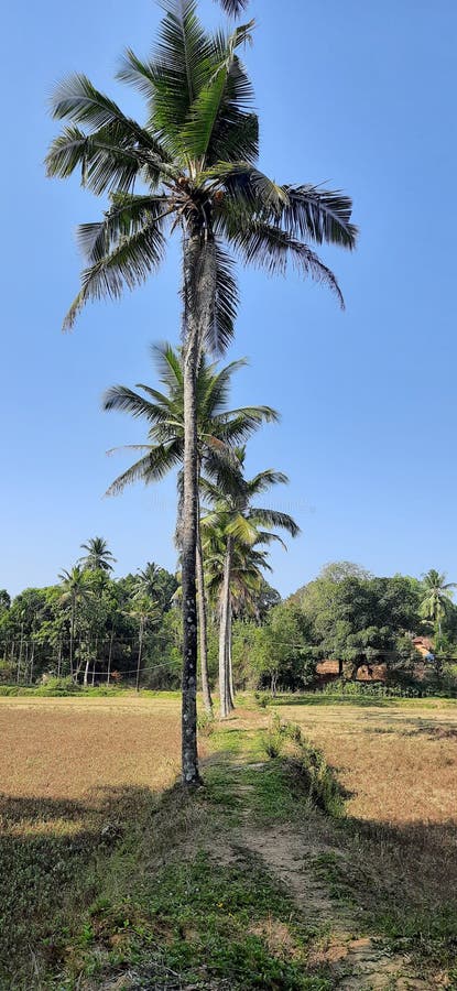 151 Thunder Coconut Stock Photos - Free & Royalty-Free Stock Photos ...