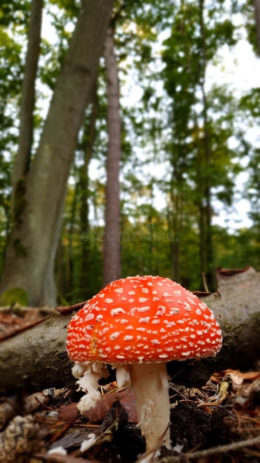 Nature, Toadstool, Forest, Mushroom, Wallper Stock Image - Image of ...