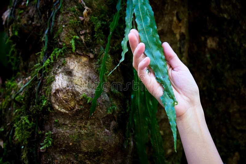 Nature touch stock image. Image of preserve, renewable - 52163495