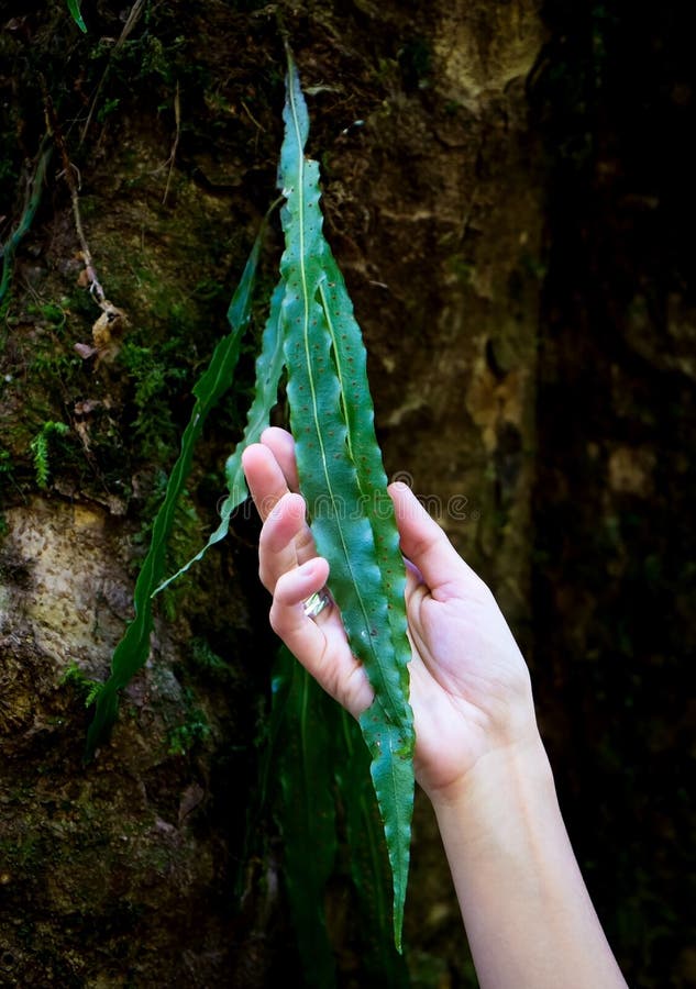 Nature touch stock photo. Image of adolescence, concept - 52164722