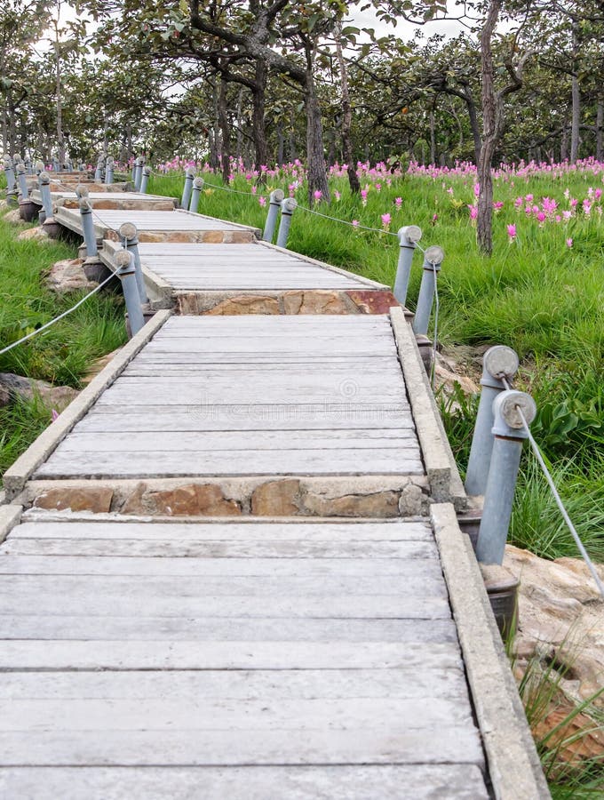 Nature trail stock image. Image of natural, pink, outdoor - 25935531