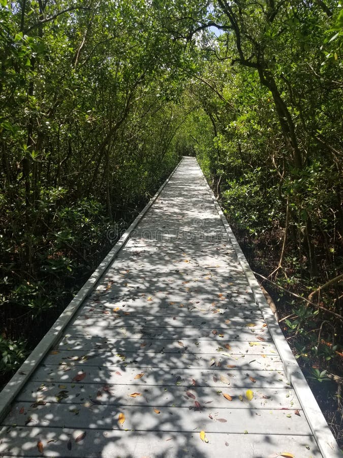 Nature Trail Florida stock photo. Image of grass, flower - 221670074