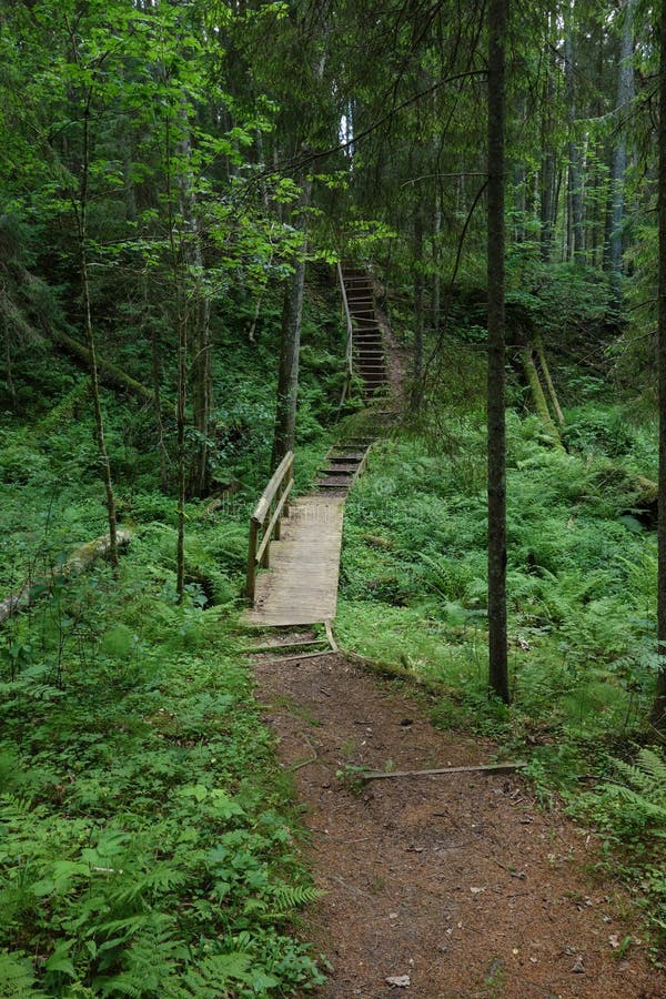 Nature trail with stairs stock photo. Image of foliage - 90540602