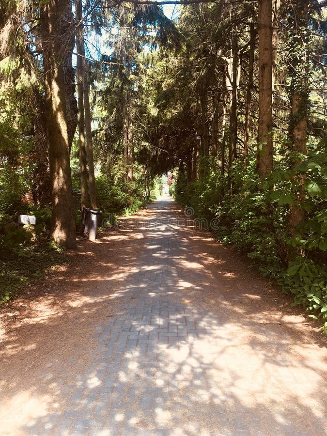 Nature Trail stock image. Image of summer, flowers, trees - 117819251