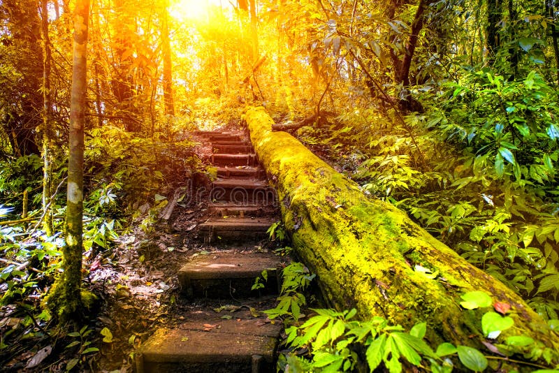 A Detail of and Close Up Nature Trail Walk Way Stock Photo - Image of ...