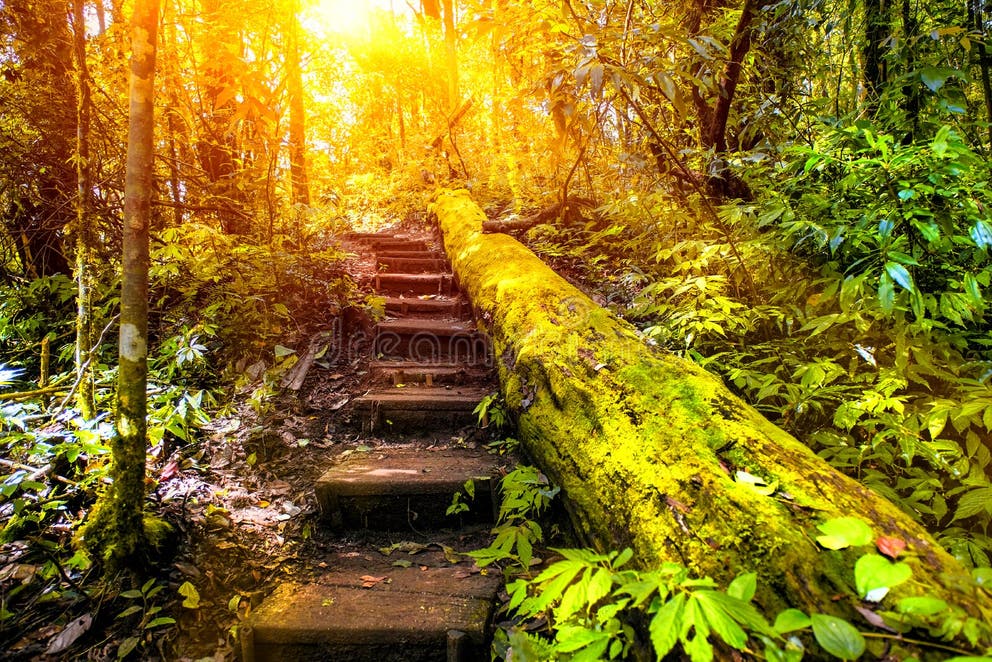 A Detail of and Close Up Nature Trail Walk Way Stock Photo - Image of ...