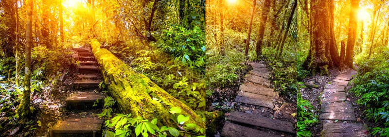 A Detail of and Close Up Nature Trail Walk Way Stock Photo - Image of ...