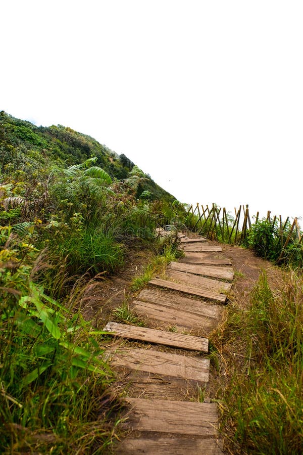 A Detail of and Close Up Nature Trail Walk Way Stock Photo - Image of ...